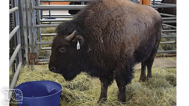 R' Maimon Elbaz | Living Mishnah - Where can't you slaughter an animal ...