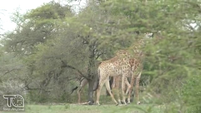 R' Daniel Glatstein | Toras HaSafari: The Song of the "Wild Animal of ...