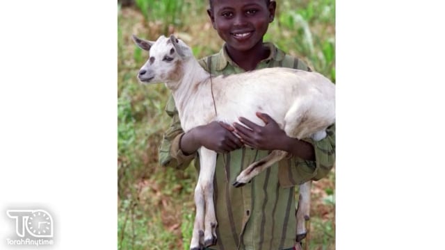 R' Maimon Elbaz | LIVING MISHNAH - HOW TO LEGALLY ACQUIRE AN ANIMAL ...