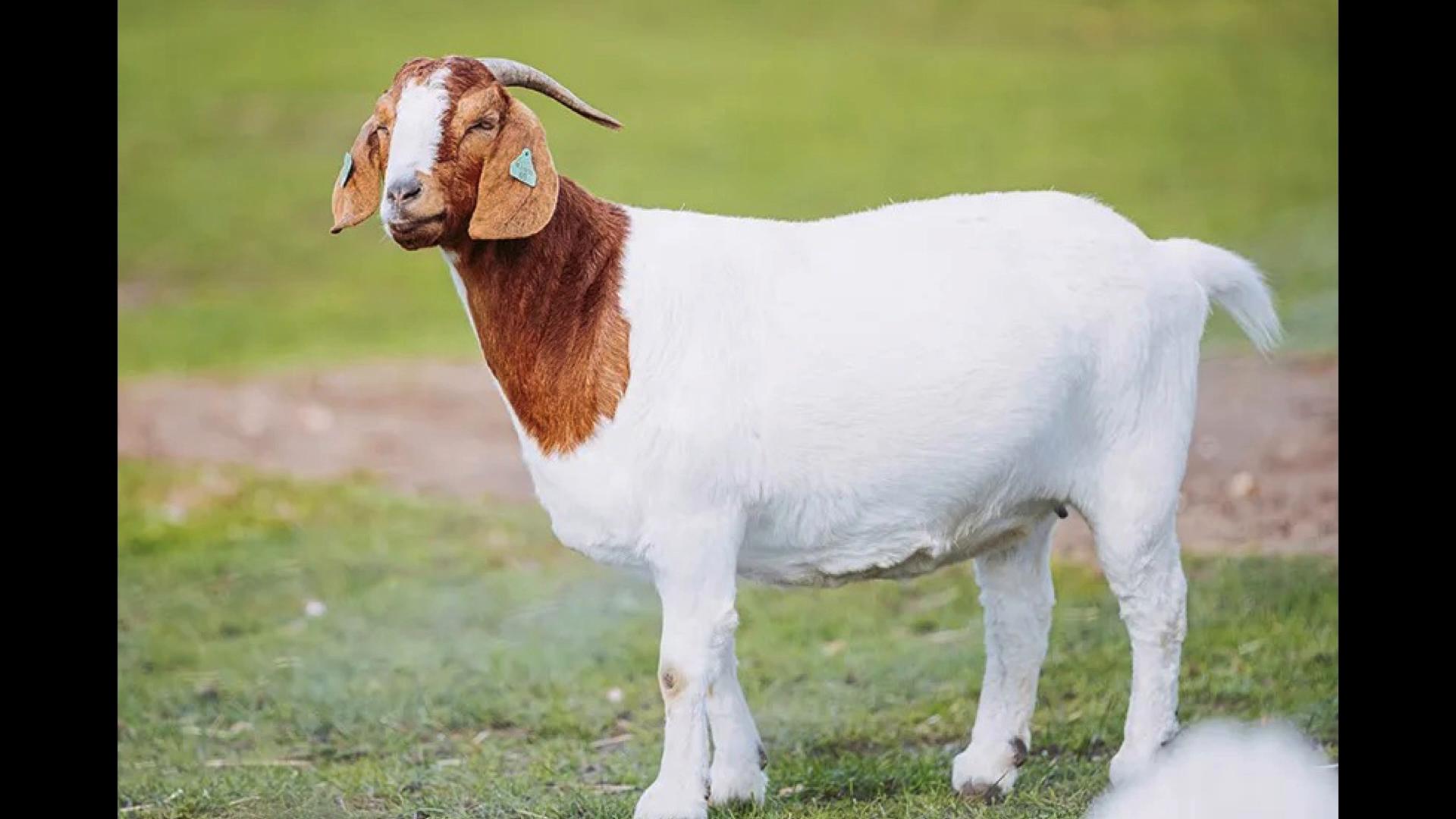 R' Maimon Elbaz | LIVING MISHNAH - Which animals may be used for the ...