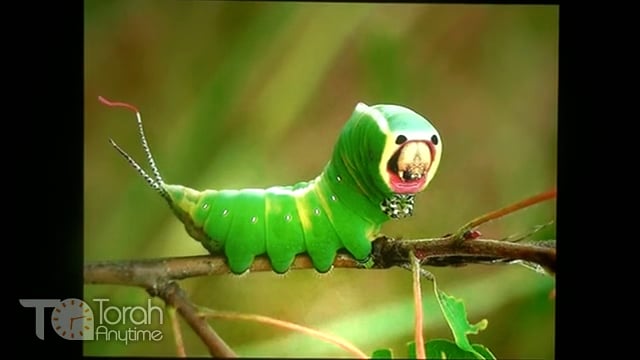 R' Maimon Elbaz | Kids Corner: Torah About Animals Part 3